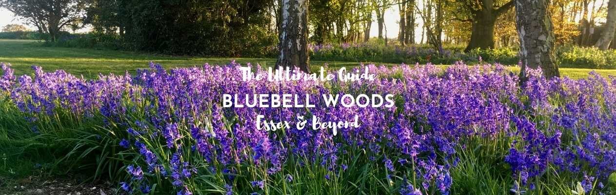 Royal Bluebell Flower Facts | Best Flower Site