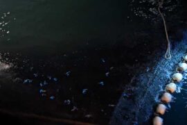 How to see Firefly Squid Japan’s Hotaruika in Toyama Prefecture ...