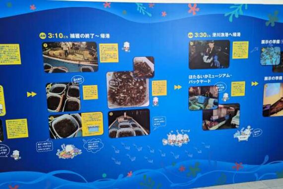 How to see Firefly Squid Japan’s Hotaruika in Toyama Prefecture ...