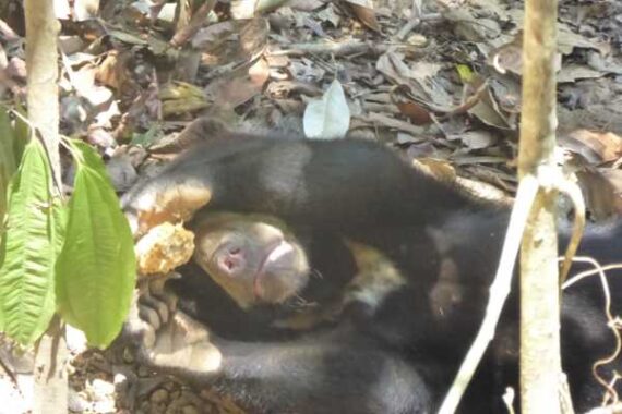 How to Visit the Sun Bear Sepilok Conservation Center - ASocialNomad