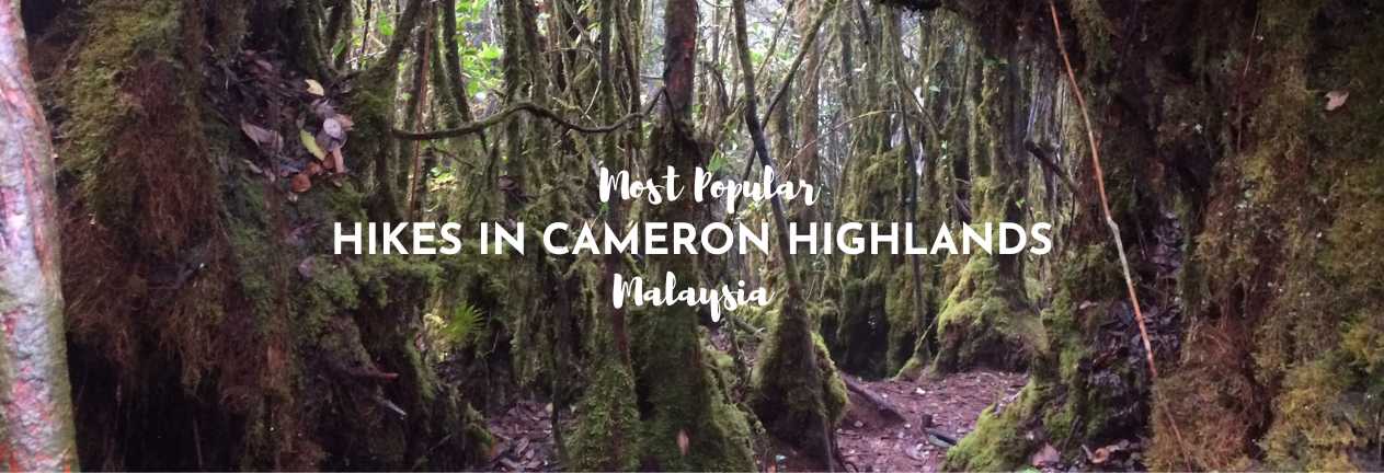 The Best 7 Hikes in Cameron Highlands - ASocialNomad